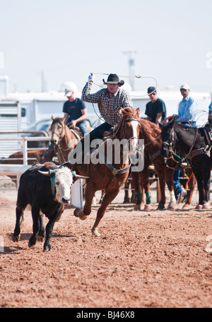 Tie-Down Roping, Calf Roping, Rodeo, Salmon, Idaho Stock Photo - Alamy