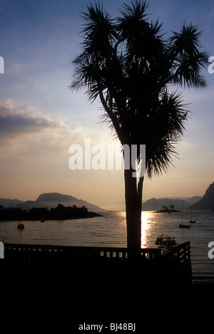Palm tree in scotland - Plockton, Wester Ross, The Highlands, Scotland ...