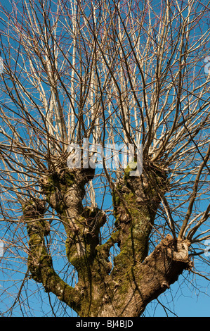 Pollarded Lime / Tilleul / Linden / tree - France Stock Photo - Alamy