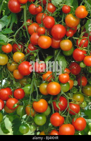 Fruiting Red Cherry organic tomatoes in a hanging basket Stock Photo ...
