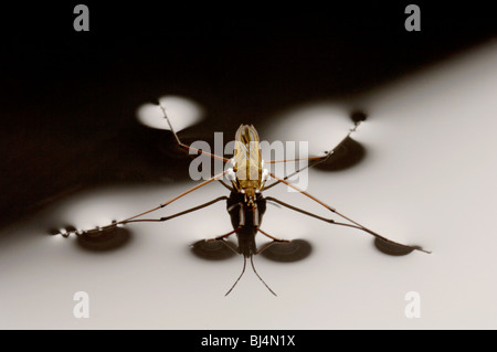 Pond Skater on Water Surface Stock Photo - Alamy