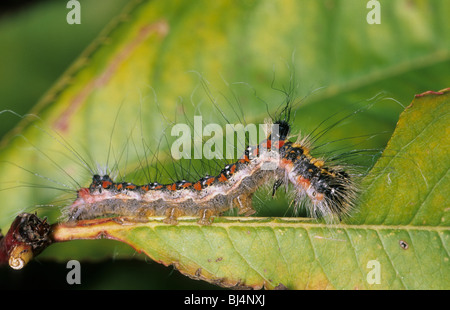 Dark Dagger, Acronicta tridens, Caterpillar (imago), Acronictinae ...