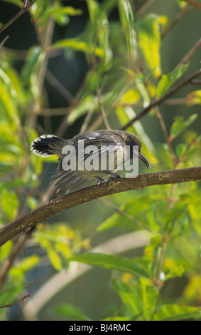 Seychelles Sunbird (Cinnyris dussumieri), female with nesting material ...