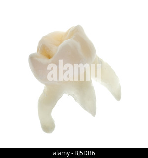 extracted baby molar tooth with roots isolated on white Stock Photo - Alamy