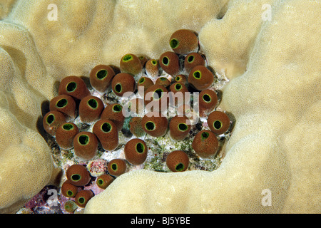 Tropical Colonial Ascidians Stock Photo - Alamy
