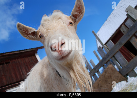 weird looking goat Stock Photo - Alamy