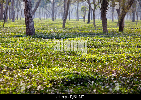 Tea fields in Darjeeling India Stock Photo - Alamy