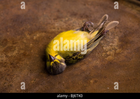 Dead green singing finch lies on its back Stock Photo - Alamy