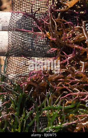 Seaweed drying on rack Stock Photo - Alamy