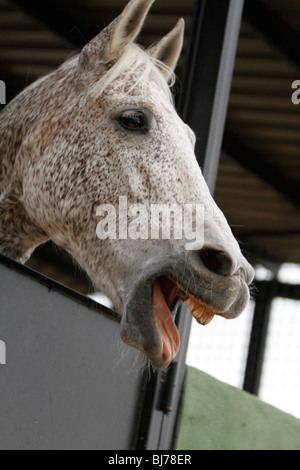 White horse with brown spots funny pose yawning in open air stable open ...
