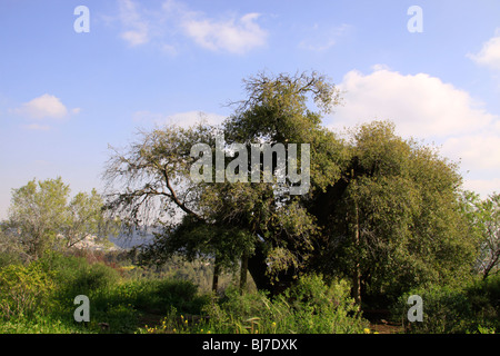 Israel Jerusalem Mountains Kermes Oak Quercus Calliprinos on Mount ...