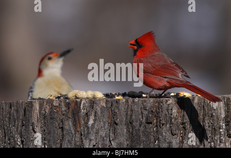Cardinal and red bellied woodpecker Stock Photo - Alamy