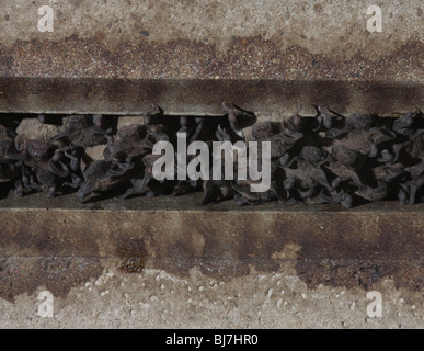 Mexican free-tailed bat roosting under bridge expansion joint Austin ...
