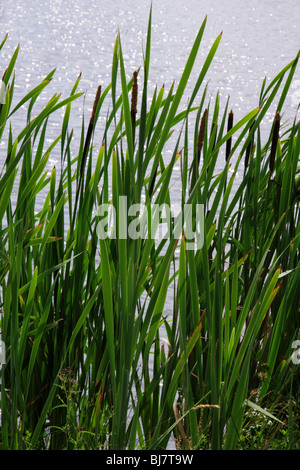 Bulrush at lake edge Stock Photo - Alamy