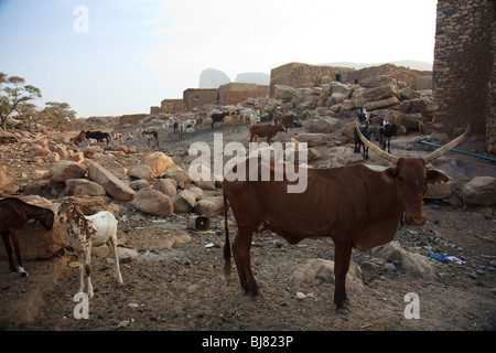 Africa Cattle Cows Farming Hombori Livestock Mali Stock Photo - Alamy