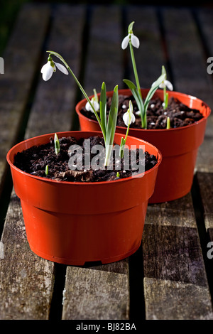 Pots of snowdrops with plant labels Stock Photo - Alamy