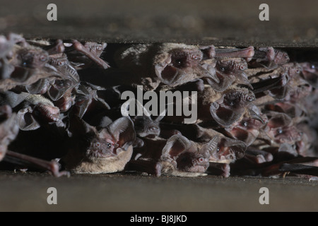 Mexican free-tailed bat roosting under bridge expansion joint Austin ...