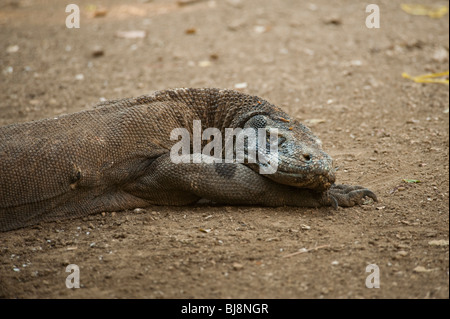 Komodo dragon (Varanus komodoensis) foot and claws detail, Komodo ...