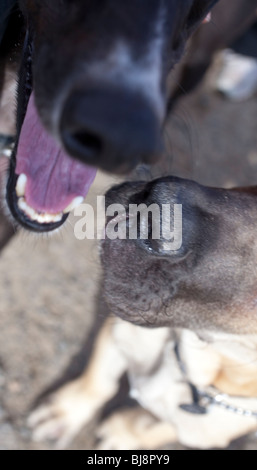 two dogs socialising Stock Photo - Alamy