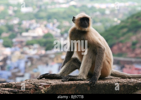 Bundi India Langur Monkey Primates Rajasthan Stock Photo - Alamy