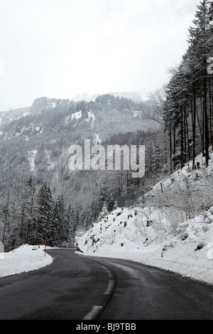 Winding alpine road cleared of snow through a dense snowy pine forest ...