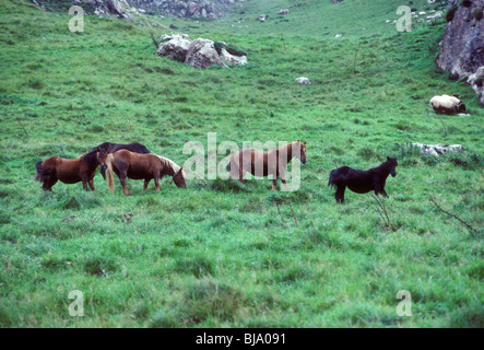 pottok, pottoks, pottoka, pottokak, pottiok, breed, French Basque ...