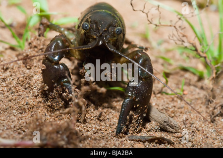 Rusty crayfish, Orconectes rusticus, Kettle River, Sandstone, Minnesota ...