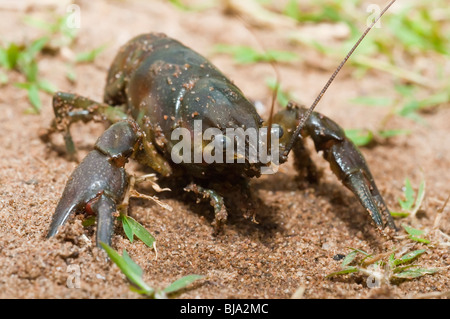 Rusty crayfish, Orconectes rusticus, Kettle River, Sandstone, Minnesota ...