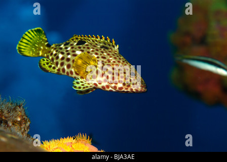 Rock hind grouper in the Gulf of Mexico, off Texas Stock Photo - Alamy