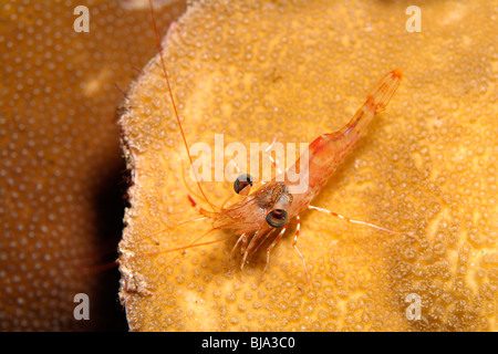 Red night shrimp in Flower Garden in the Gulf of Mexico Stock Photo - Alamy