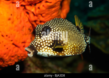 Smooth trunkfish in Flower Garden in the Gulf of Mexico, Texas Stock ...