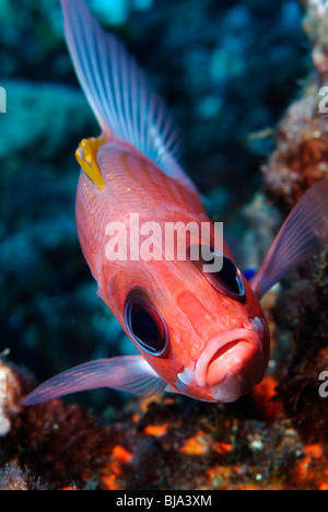 Squirrel fish in the Gulf of Mexico, off Texas Stock Photo: 1485665 - Alamy
