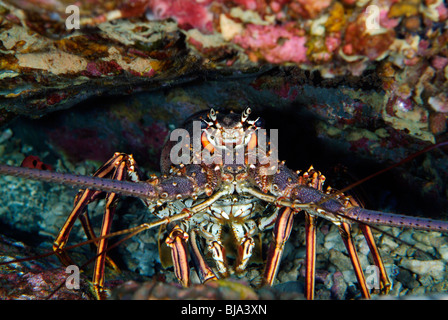 Caribbean spiny lobster in the Gulf of Mexico Stock Photo - Alamy