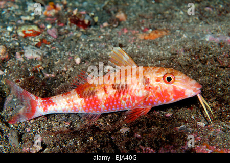 Spotted goatfish in Flower Garden in the Gulf of Mexico Stock Photo - Alamy