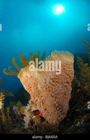 Pink Vase Sponge (Niphates digitalis) and Porous Sea Rods ...