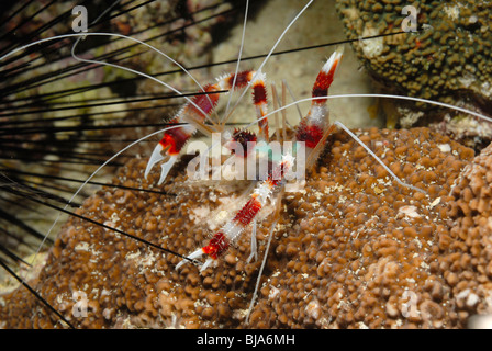 Banded coral shrimp in the Red Sea Stock Photo - Alamy