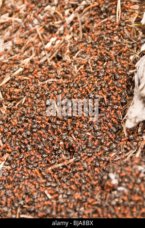 Calgary Zoo Alberta Stock Photo - Alamy