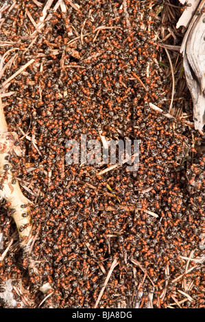 Formica spp. / Wood ants Stock Photo - Alamy