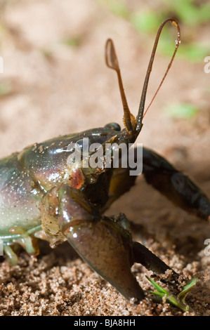 Rusty crayfish, Orconectes rusticus, Kettle River, Sandstone, Minnesota ...