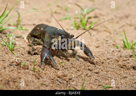 Rusty crayfish, Orconectes rusticus, Kettle River, Sandstone, Minnesota ...