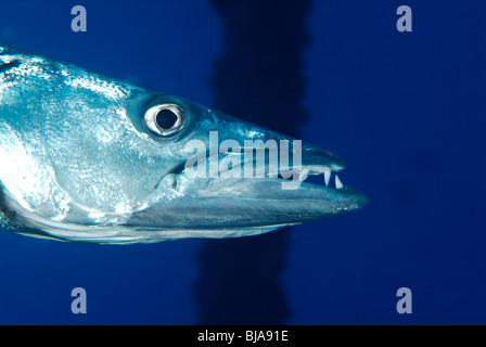 Great barracuda in the Gulf of Mexico, off Texas Stock Photo - Alamy