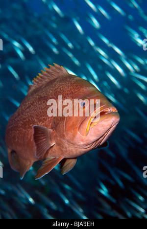 Yellowmouth grouper in the Gulf of Mexico Stock Photo - Alamy
