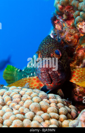 Rock hind grouper in the Gulf of Mexico, off Texas Stock Photo - Alamy