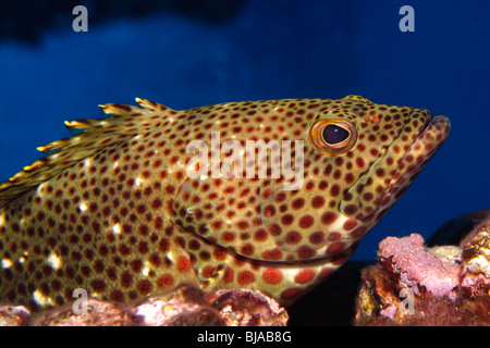 Rock hind grouper in the Gulf of Mexico, off Texas Stock Photo - Alamy