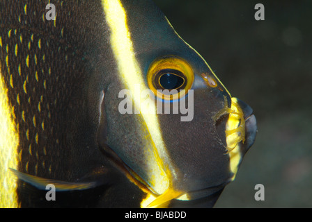 Juvenile french angelfish in the Gulf of Mexico, off Texas Stock Photo ...