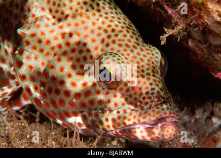 Grouper in the Gulf of Mexico, off Texas Stock Photo - Alamy