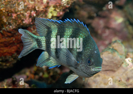 Blackspot sergeant (Abudefduf sordidus), Red Sea, Dahab, Egypt Stock ...