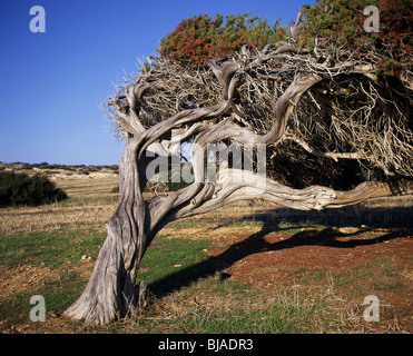 wind blown cyprus Stock Photo - Alamy