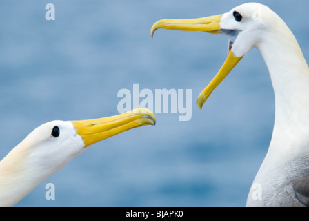 Waved albatross' perform a courtship dance Stock Photo - Alamy