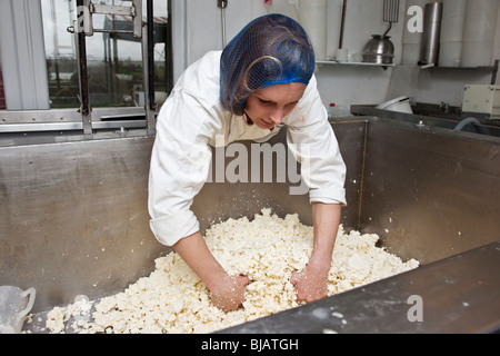 Forming cheese into moulds - part of the cheese production process ...